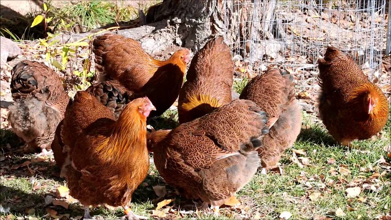 Chicken Hill Poultry ~ English Partridge Orpington's - YouTube