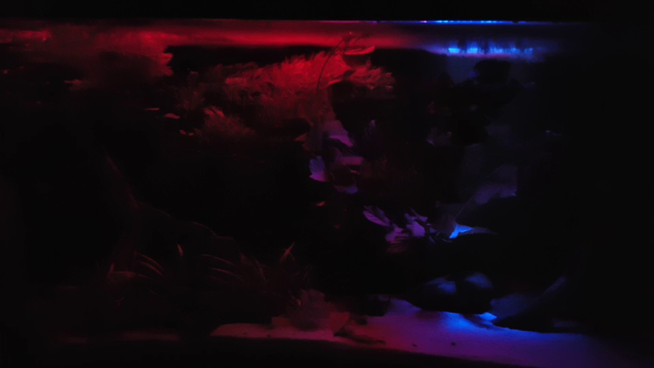 sera x-change tubes sunrise sundown & moonlight - YouTube