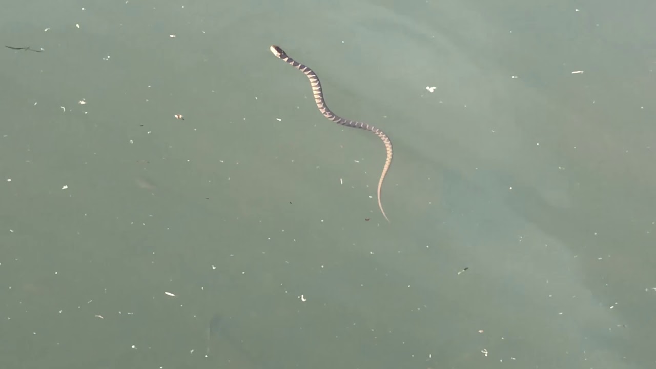 FLINT RIVER MIDLAND WATER SNAKE (Georgia) - YouTube