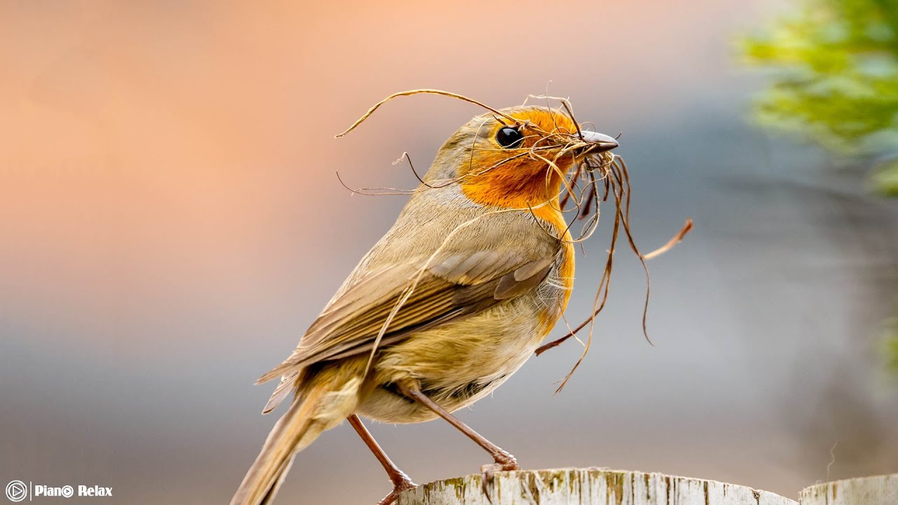 Relaxing Music with Birds Singing ️🎹 Relaxing Music, Piano Music ...