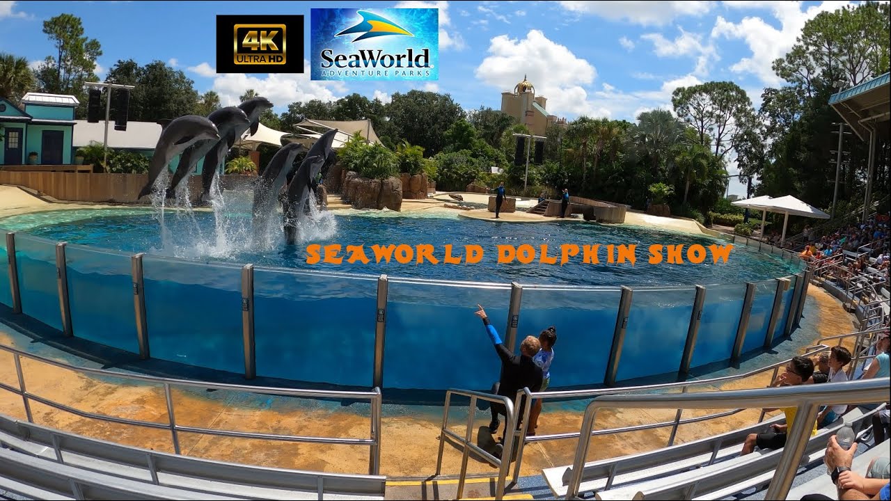 DOLPHINS IN ACTION: A SEAWORLD SHOW EXPERIENCE | ORLANDO, FLORIDA - YouTube