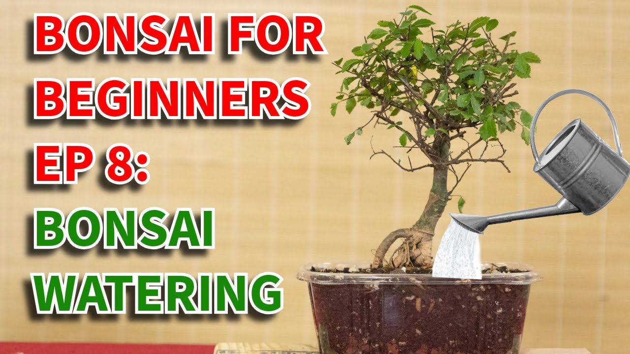 Bonsai For Beginners 8: How to water your bonsai. AVOID THESE 3 ...