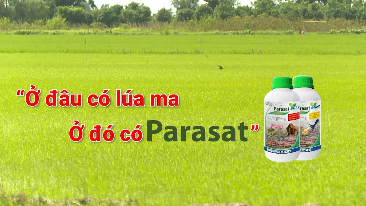 NongNghiepHP PARASAT 29 09 20223 - YouTube