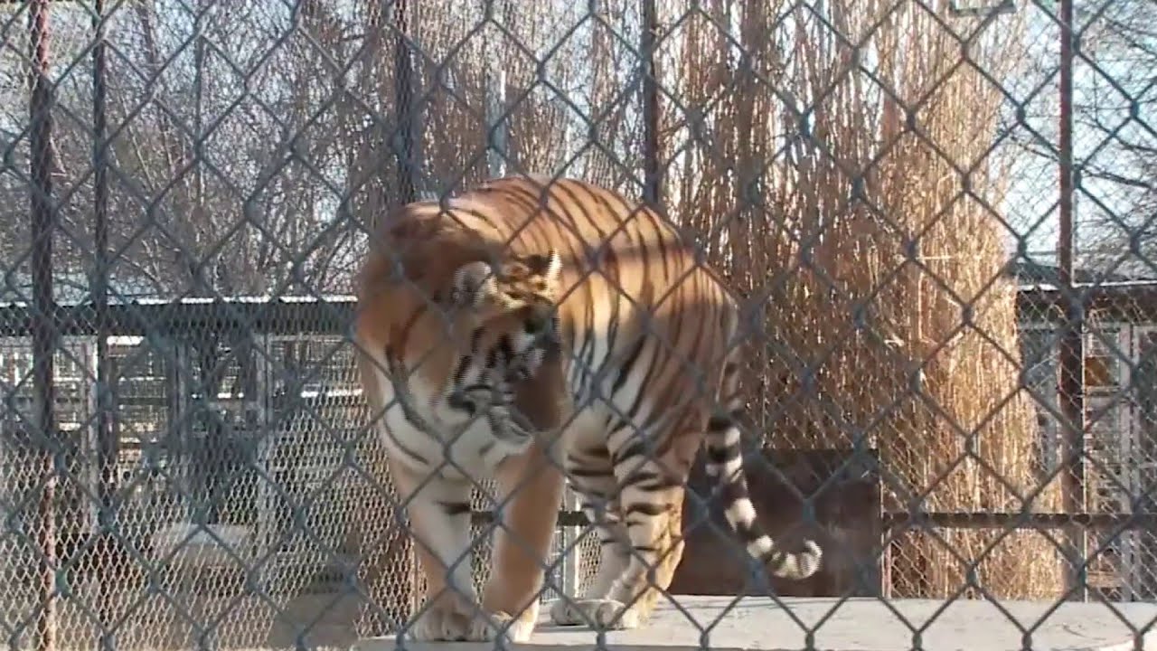 Attorney speaks on animal cruelty laws as Natural Bridge Zoo ...