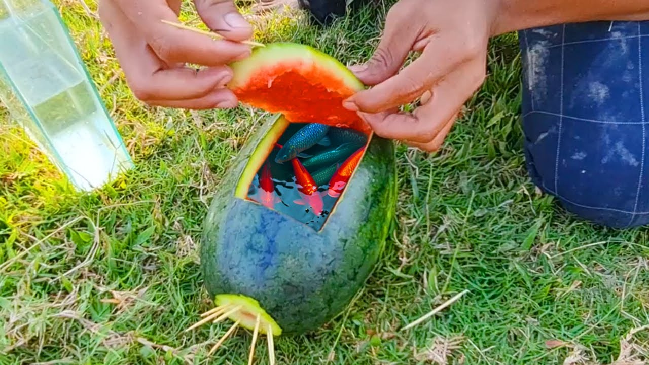 Amazing Using Watermelon trap Betta Fish. - YouTube