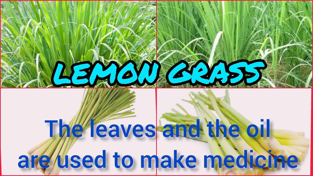 BENEPISYO NG TANGLAD (Lemongrass) / MAGTANIM NG TANGLAD - YouTube