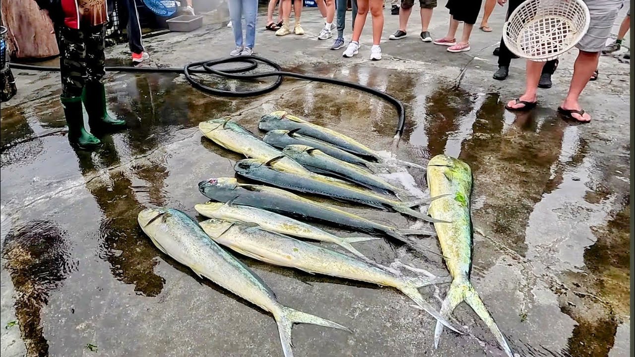 4K Summer yellow fish ,Mahi Mahi, crazy beautiful, 魚排聖品 鬼頭刀 光榮定置漁場 ...