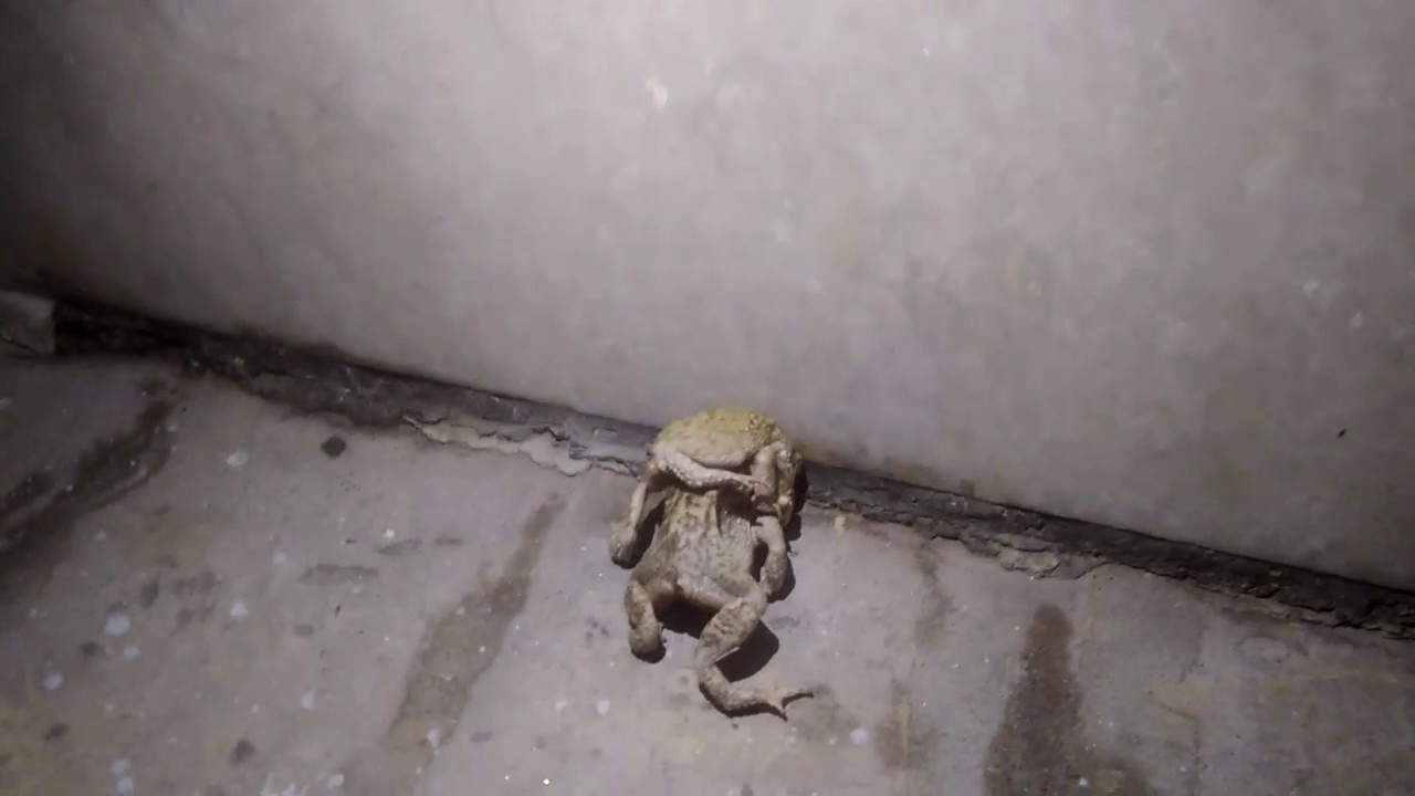 Greatest Frog Fight - YouTube