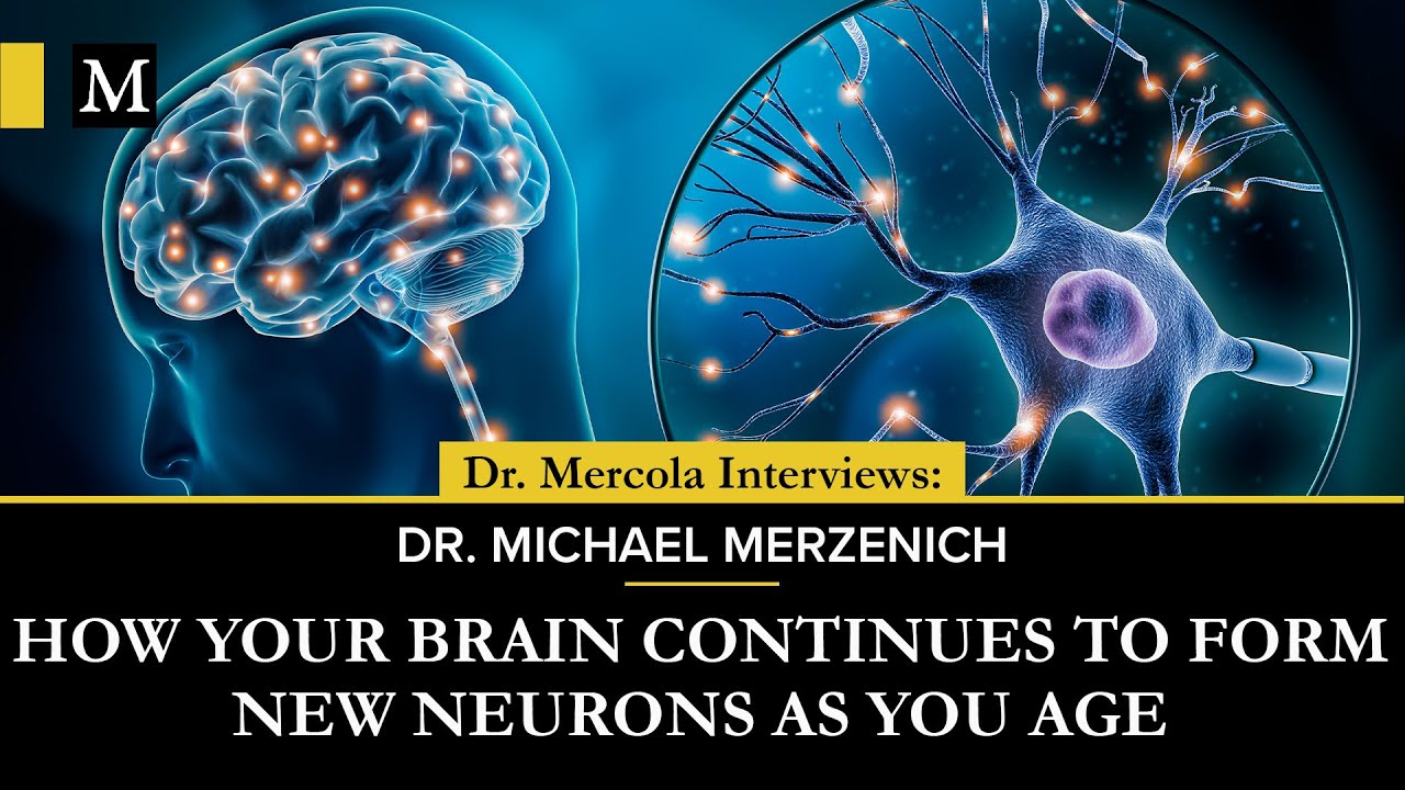 How Your Brain Continues to Form New Neurons as You Age – Interview ...