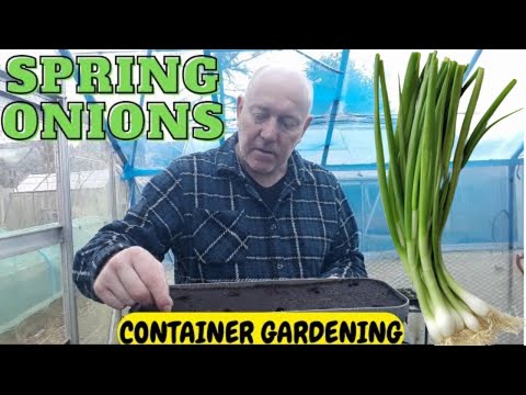 How To Grow Spring Onions In A Greenhouse