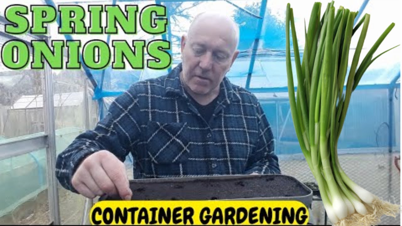 Spring Onions [Container Gardening] [Home Growing Veg & Flowers] - YouTube