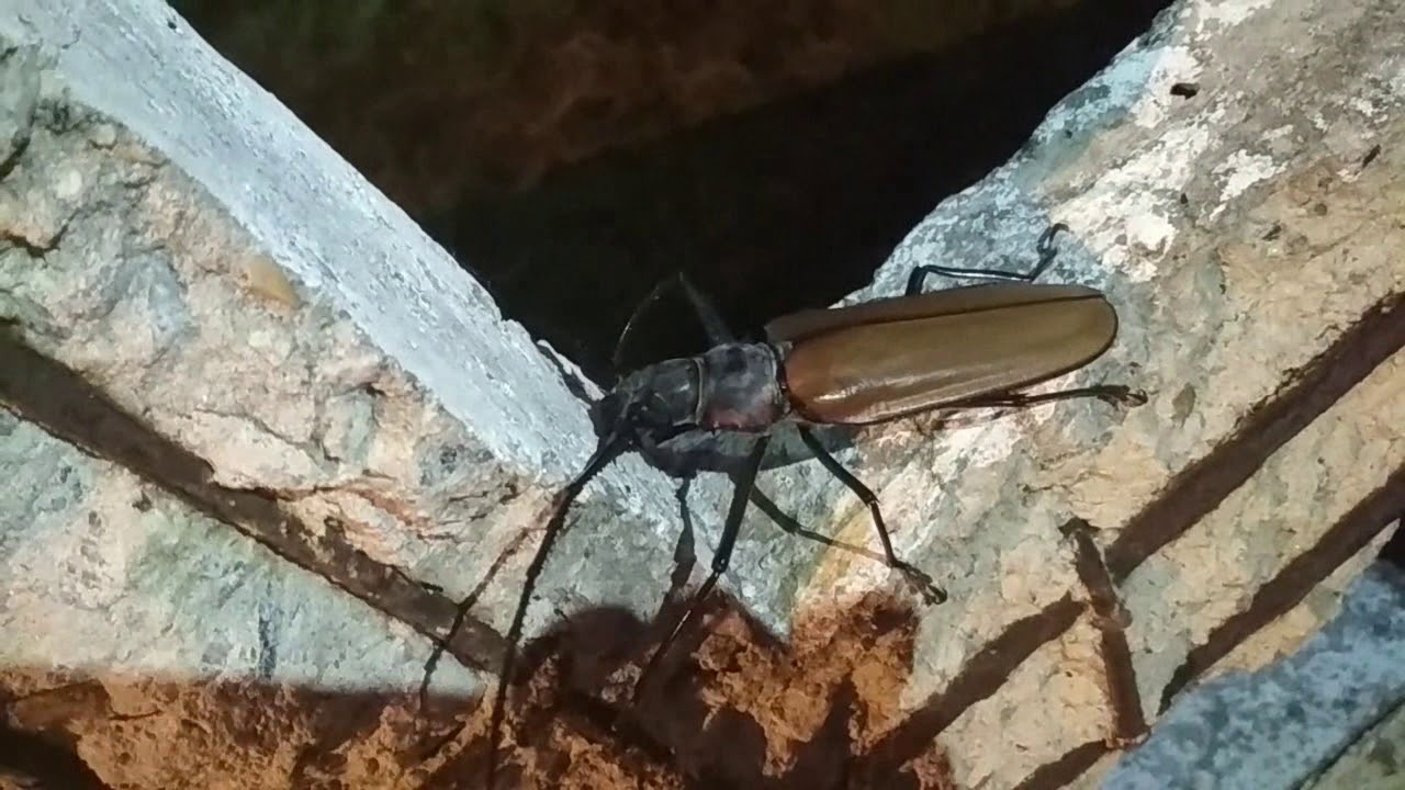 Serra Pau - Inseto - YouTube