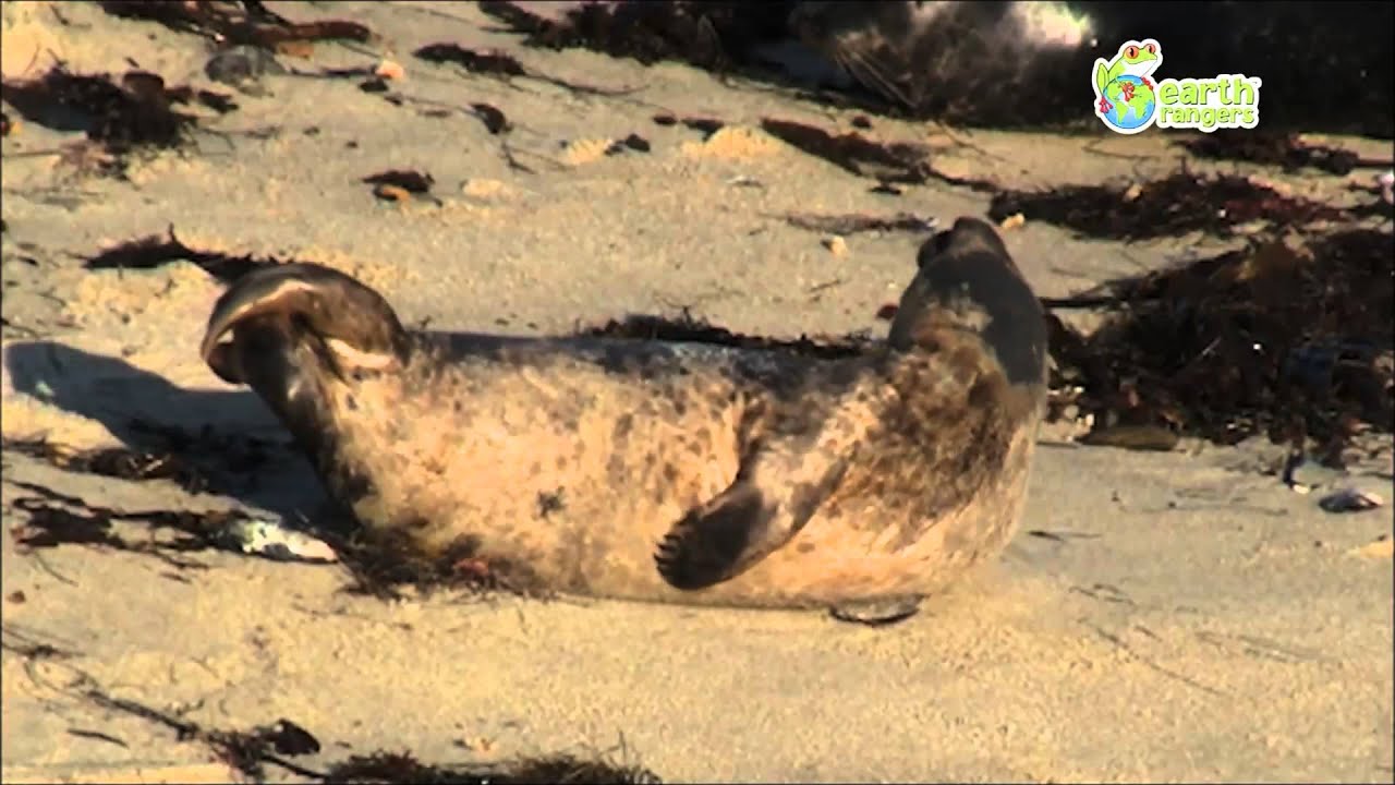 seal screaming - YouTube
