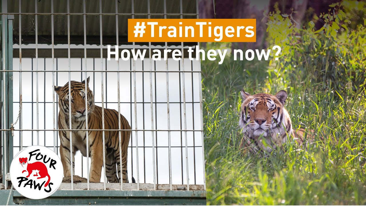Train Tigers | How are they now? | FOUR PAWS | [SUBS: EN] - YouTube