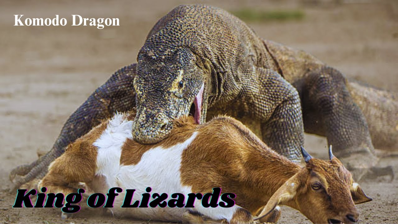 Komodo Dragon: King of All Lizards – Apex Predator in the Wild - YouTube
