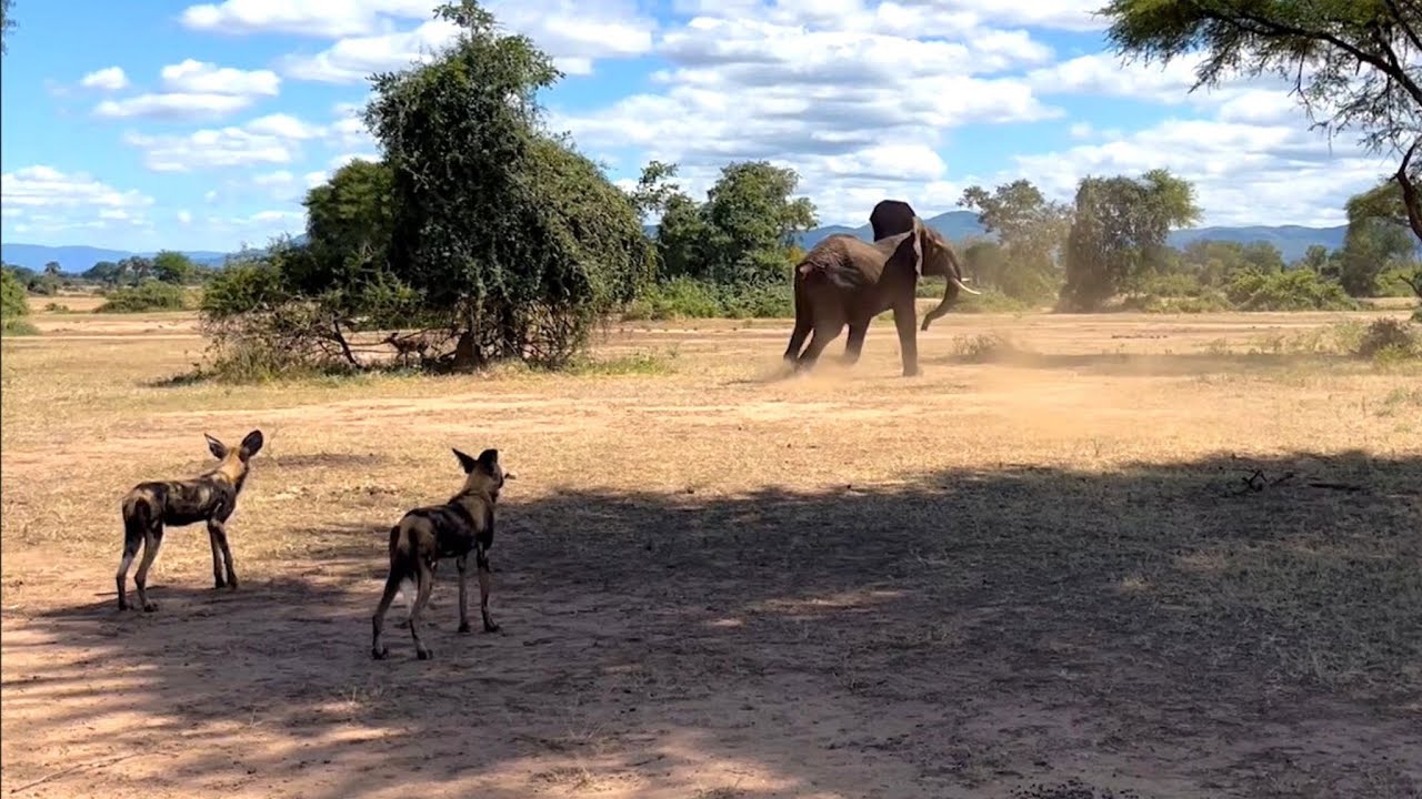Elephant vs Wild dogs - African Bush Camps - YouTube