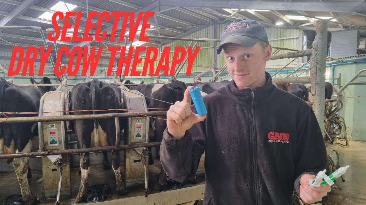 WHAT COWS SHOULD GET DRY COW THERAPY VS SEALER ONLY? - YouTube