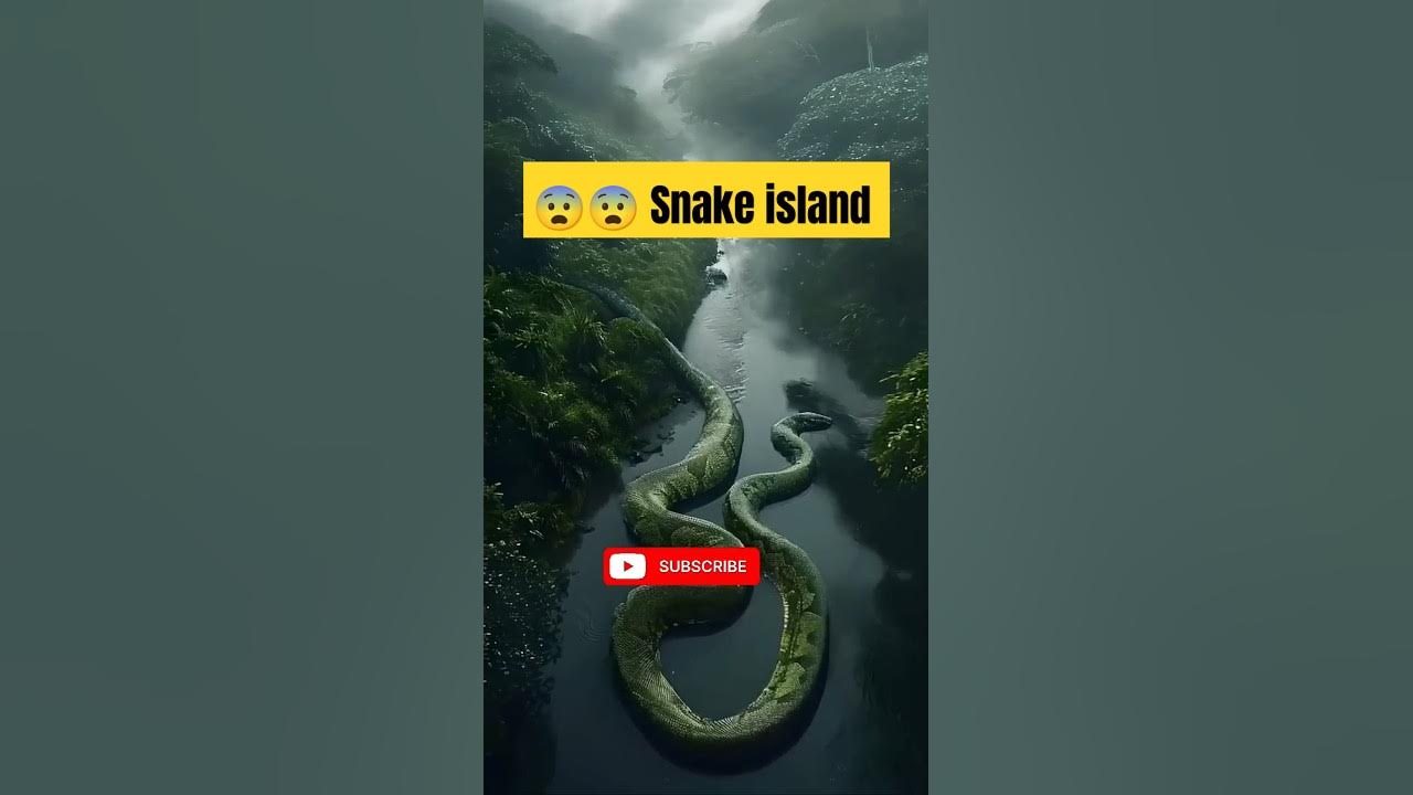 Snake Island #facts #snakeisland #brasil #india #factandmysterious #viralshorts #bhootwala # ...