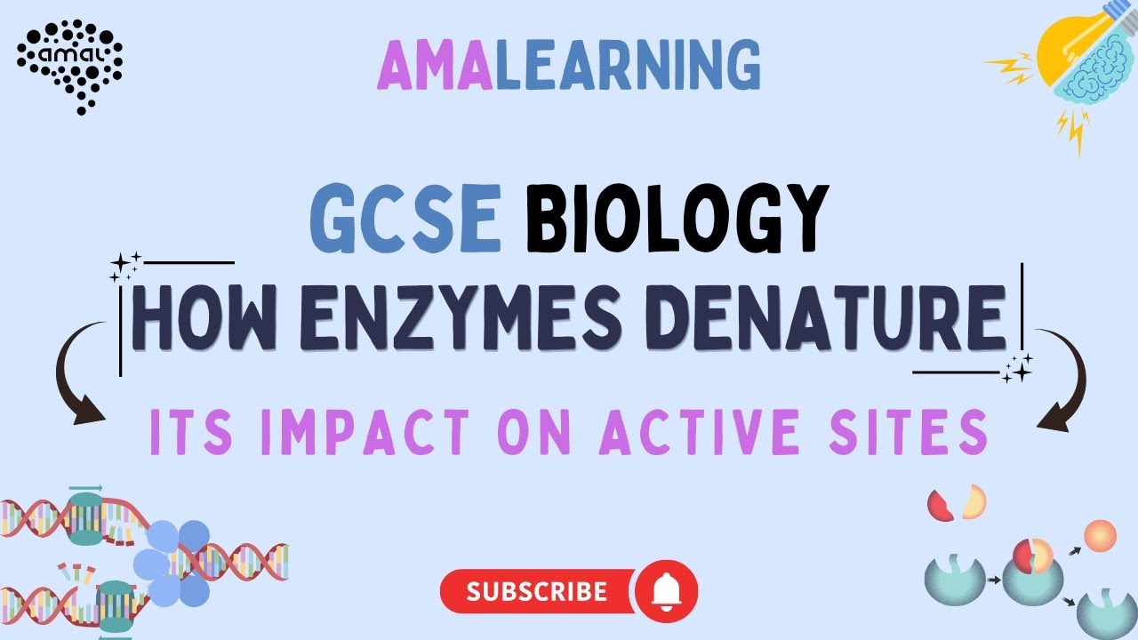 GCSE Biology - How Enzymes Denature and Its Impact on Active Sites ...