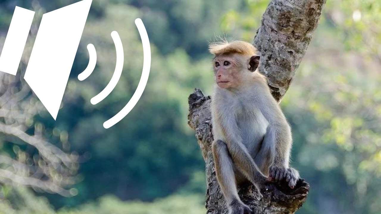 Efeito sonoro de Macaco para Edição - Som de Macaco para Edição - YouTube