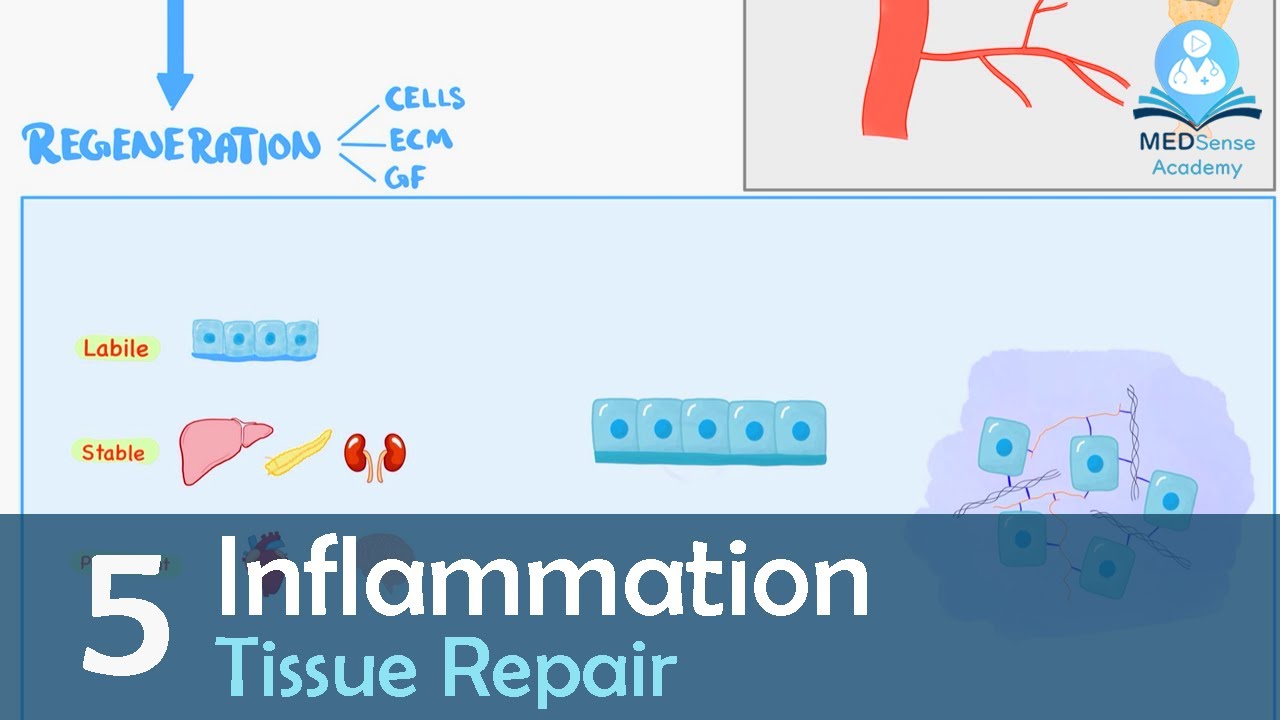 Tissue Repair | Regeneration VS Scaring - YouTube