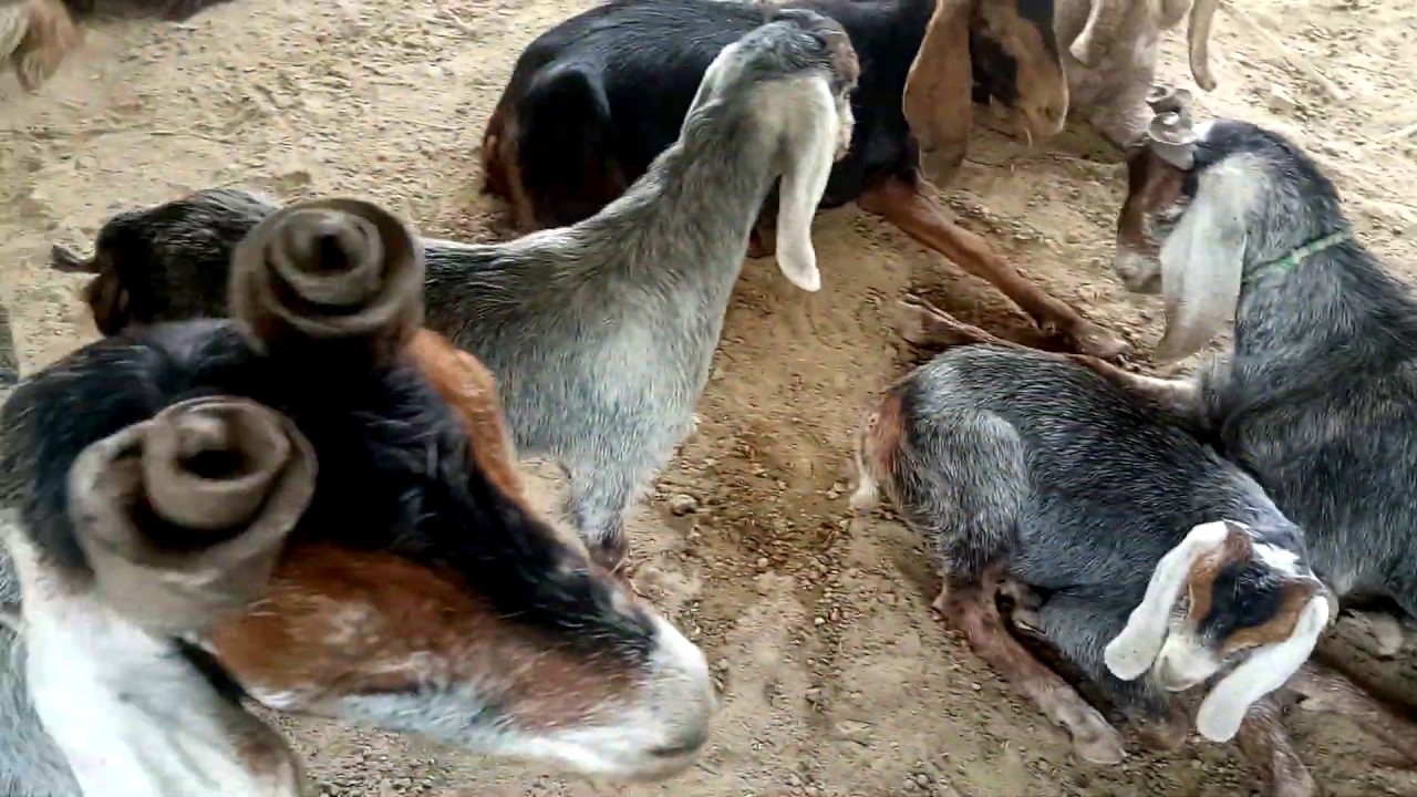 Three Generations together | Damani goats of Khizar from chah roshan ...