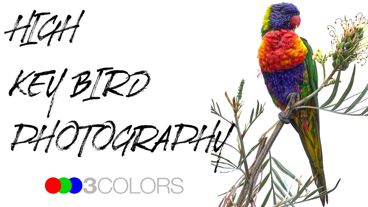 High Key Bird Photography - YouTube