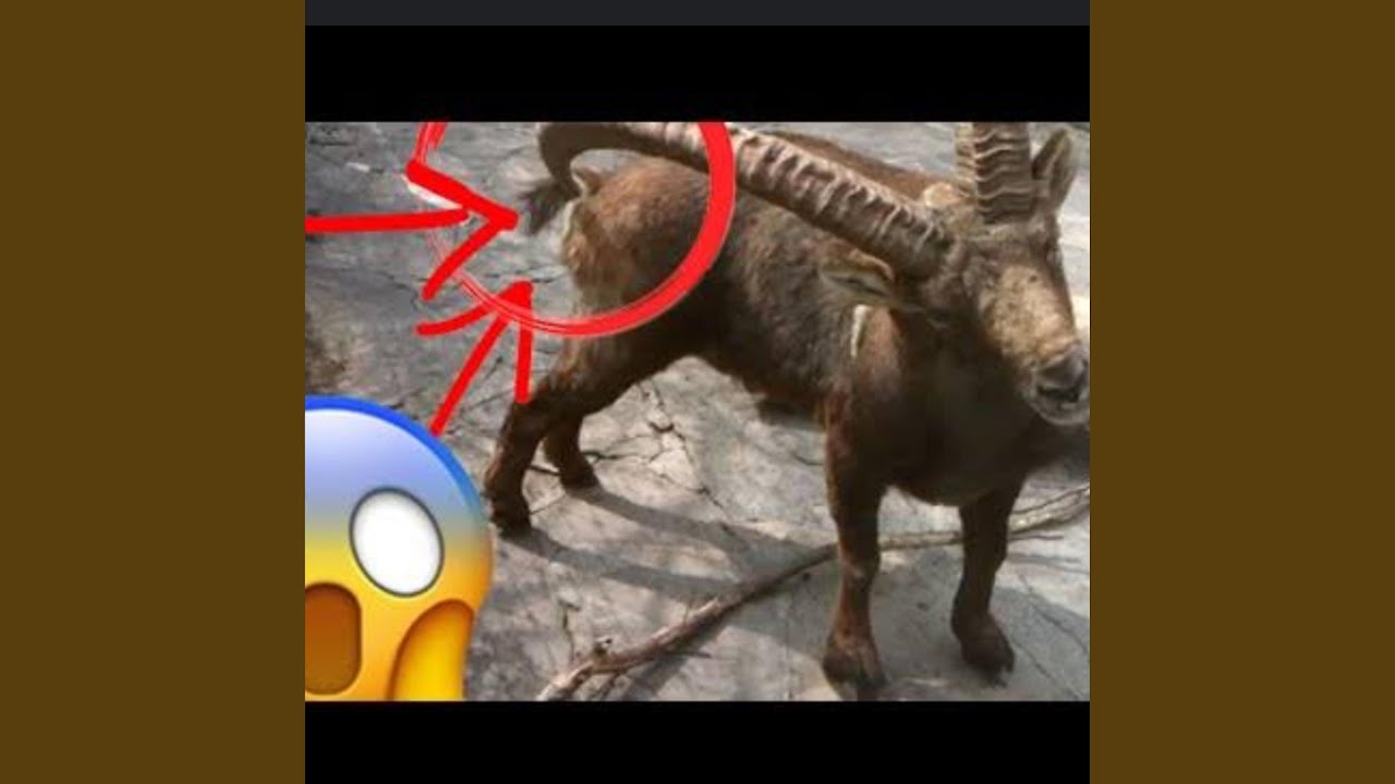 The goat song - YouTube