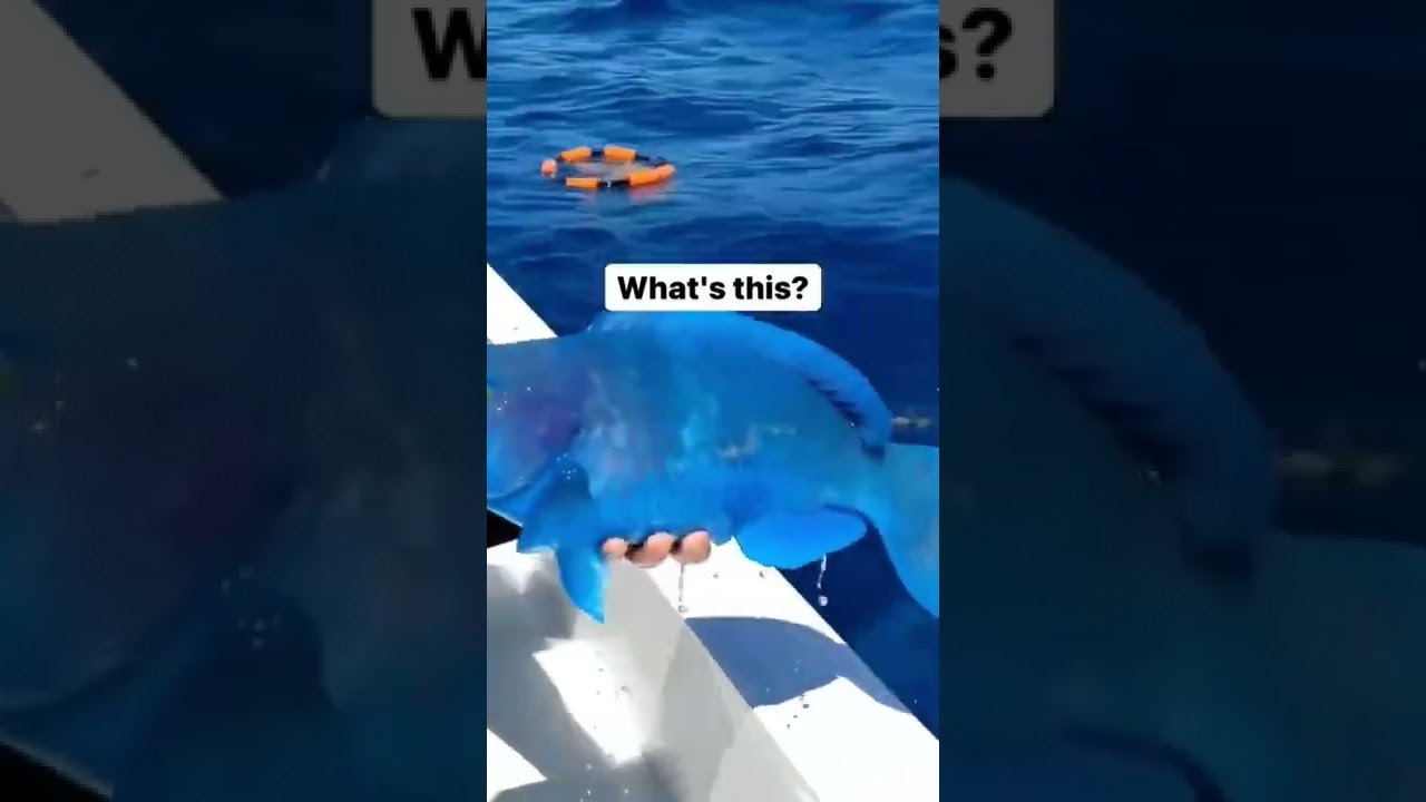 Slurp fish IRL - YouTube