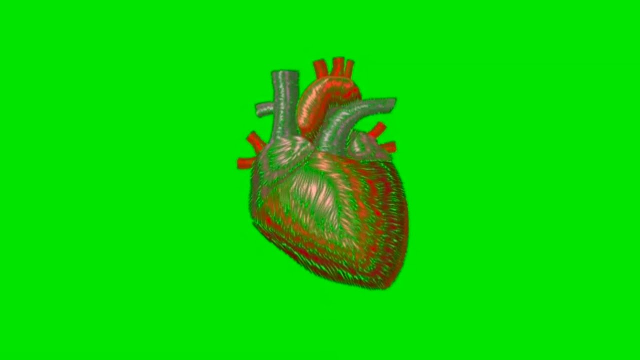 Animated throbing human heart-Free Green Screen - YouTube
