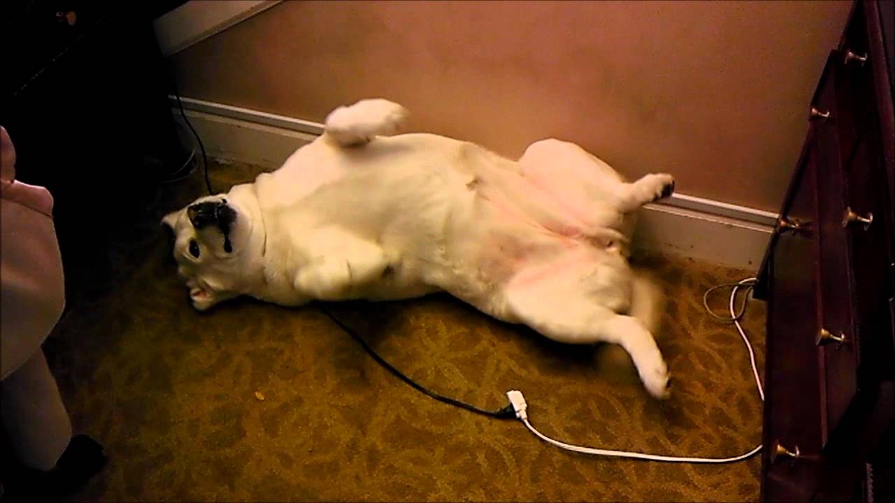 Happy Dog Wags Tail - YouTube