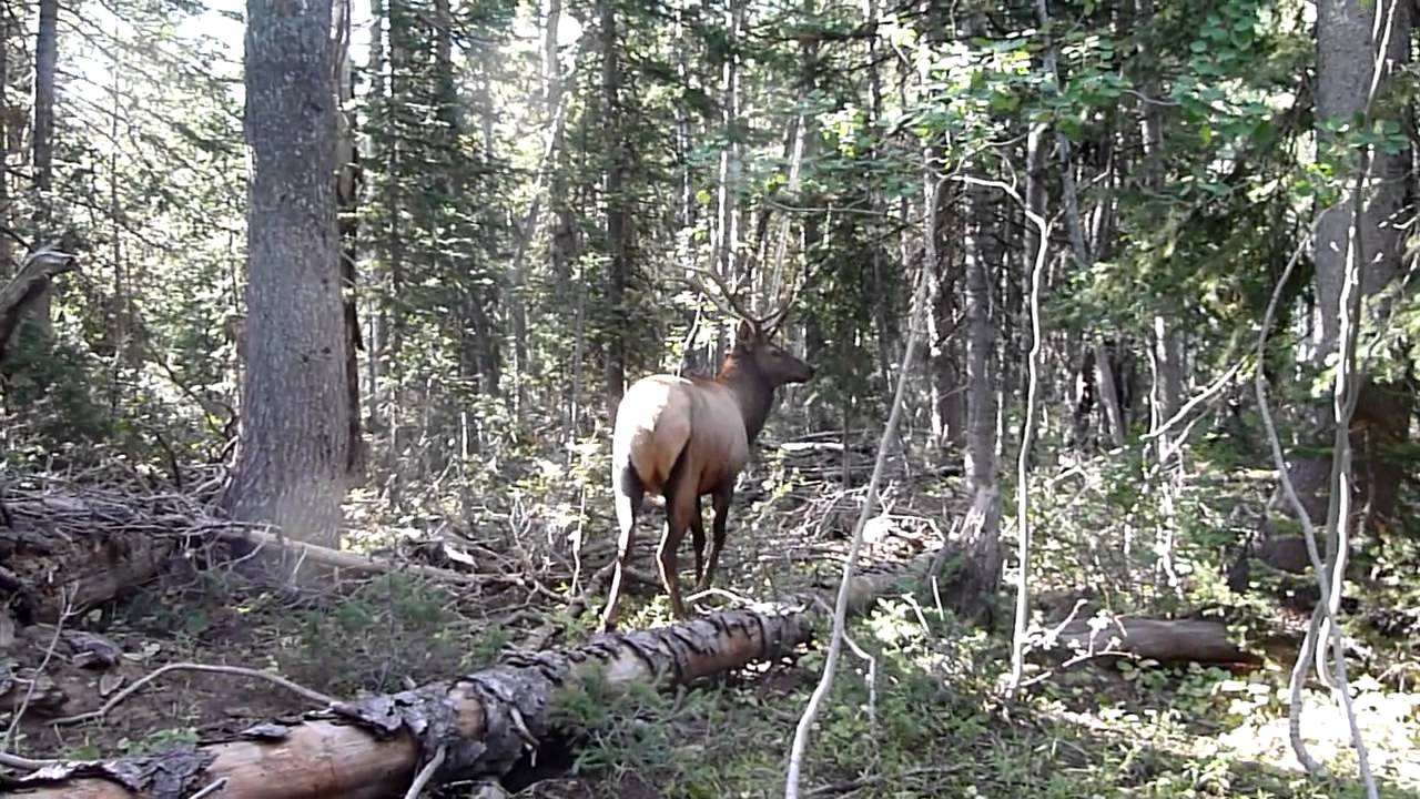 Monte Cristo UT, Bull Elk at 4 feet - YouTube