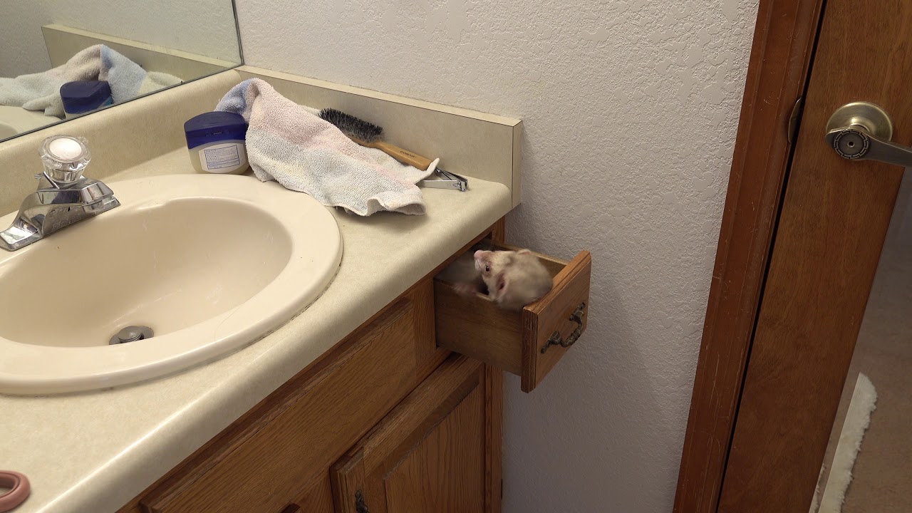 Ferret Climbing Out of Drawer - YouTube