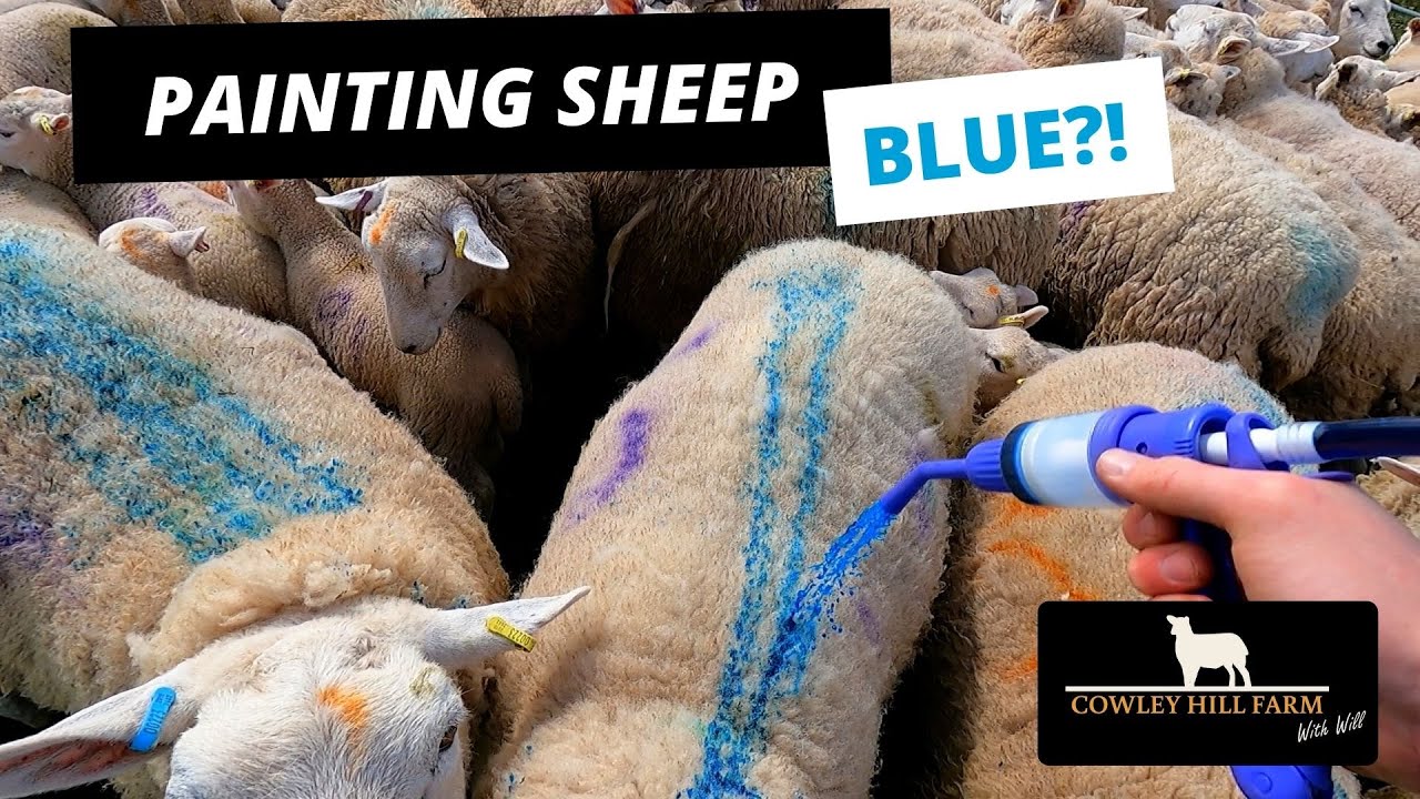 PAINTING SHEEP BLUE?! | HOW WILL THAT STOP THE SHEEP ITCHING - YouTube