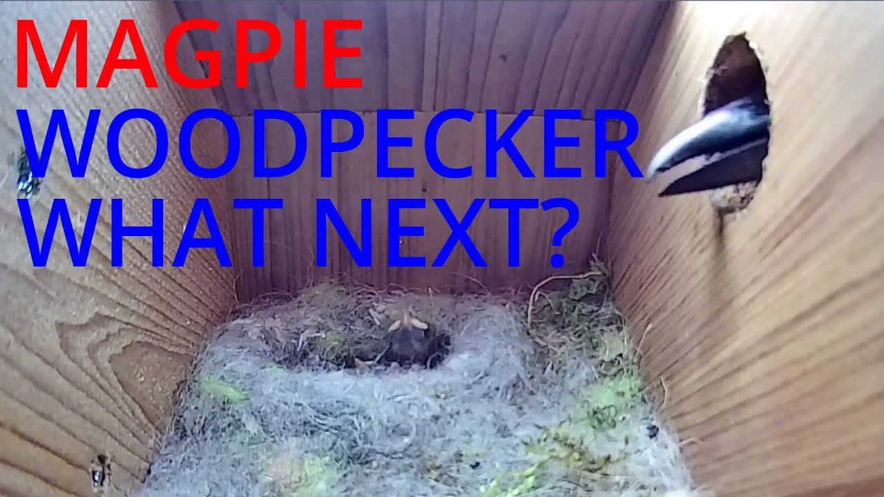 19th May 2021 - Magpie and Woodpecker peril! - Blue tit nest box live ...