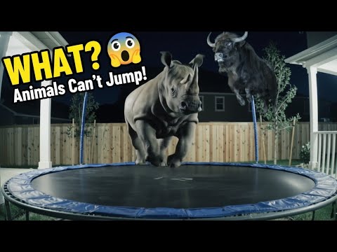 20+ Wild Animals Caught JUMPING on a Trampoline! (You Won't Believe #15 ...