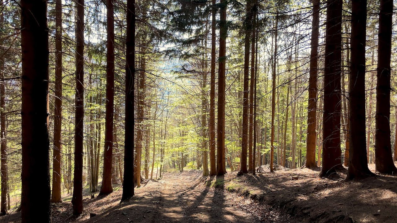 Birds sing in the woods. Relaxing nature video. Mountain forest. - YouTube