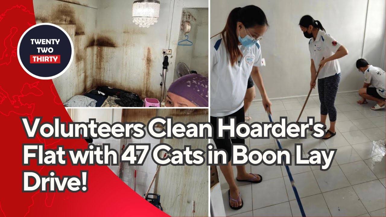 Shocking Rescue: Volunteers Clean Hoarder's Flat with 47 Cats in Boon ...