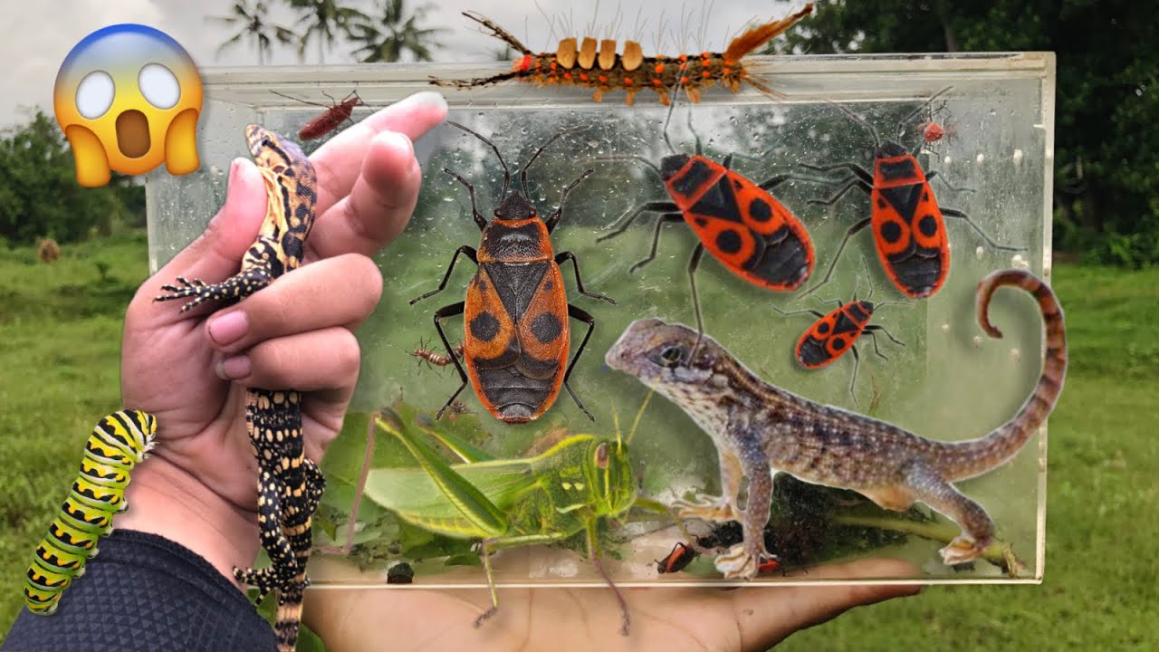 hunting insect and reptile in the wild‼️catch baby monitor lizard, fire ...