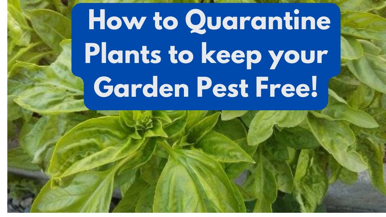 How to Quarantine Plants to keep your Garden Pest Free! - YouTube