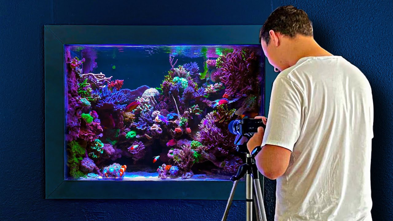 In Wall Aquarium with Rare Reef Tank Fish Worth Thousands - YouTube