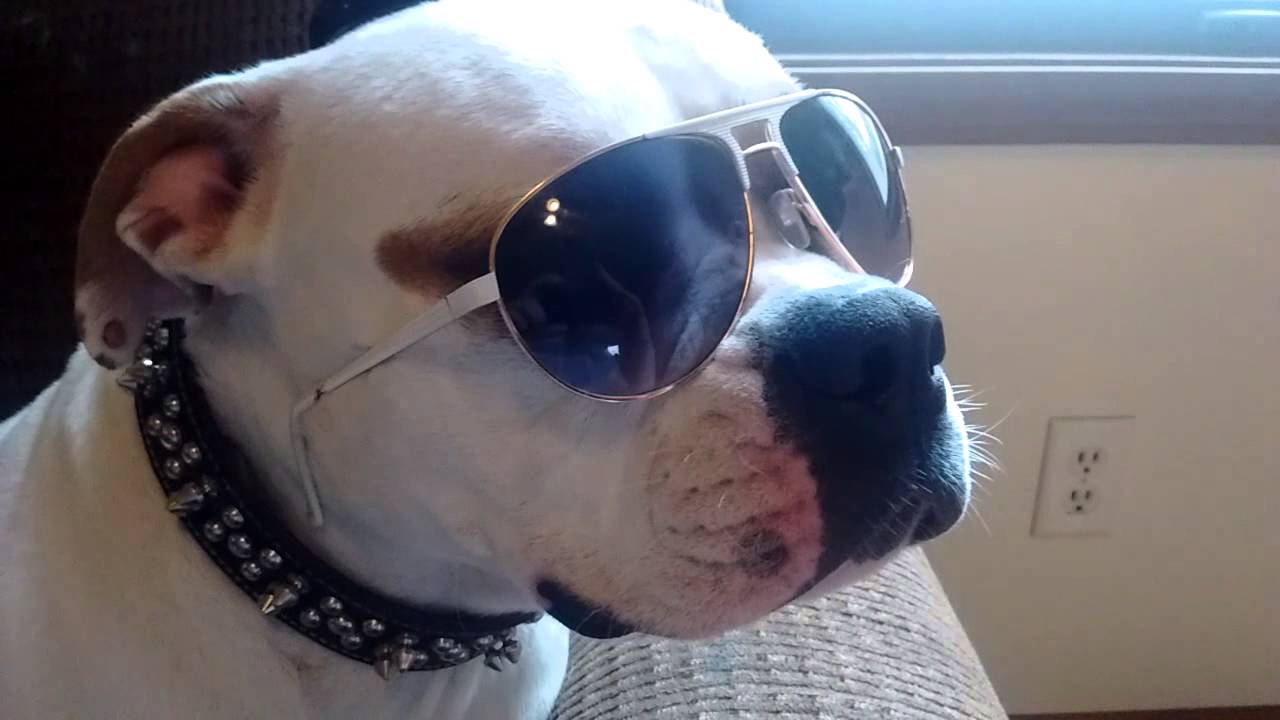 Thug Dog YouTube thug-dog-youtube