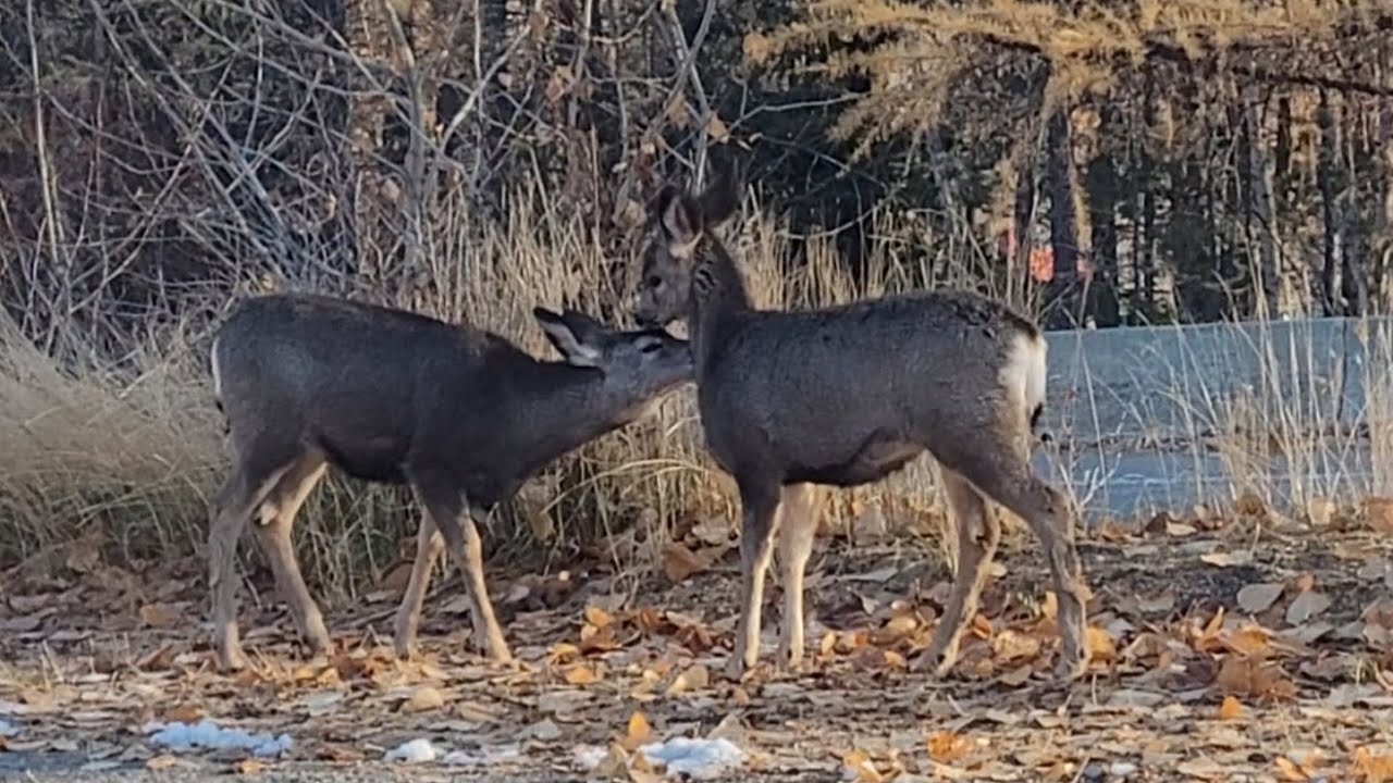 FAWNLY Grooming Eachother. - YouTube