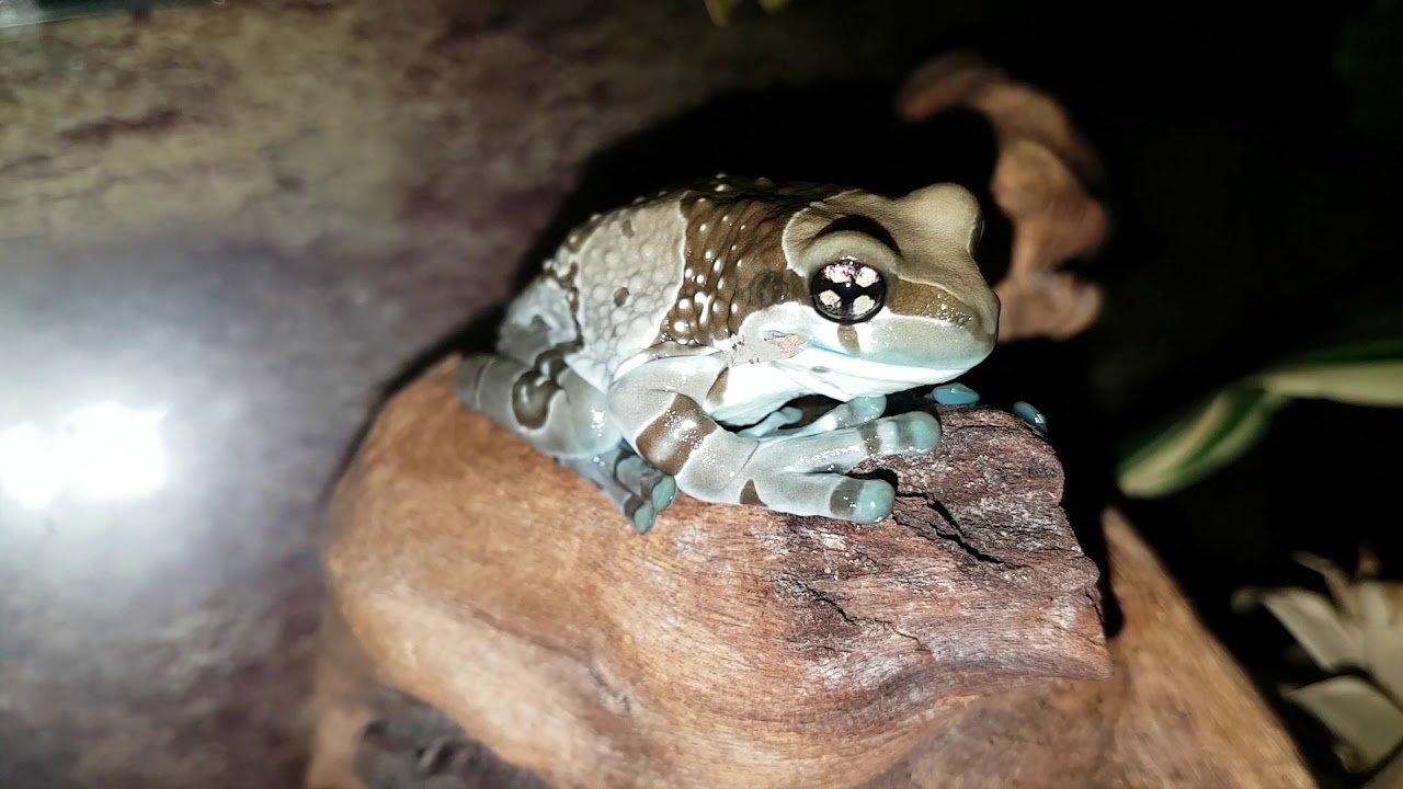 Amazon milk frog shedding. - YouTube