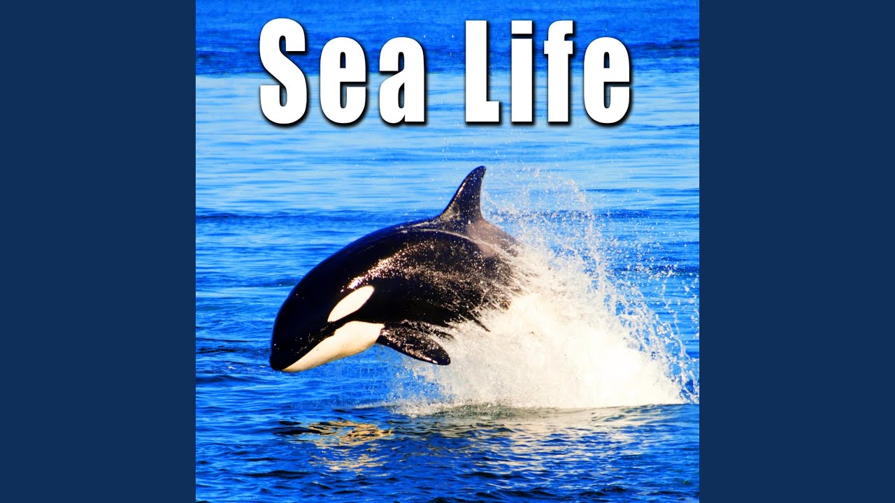 Dolphin Vocalization & Raspberry Above Water - YouTube