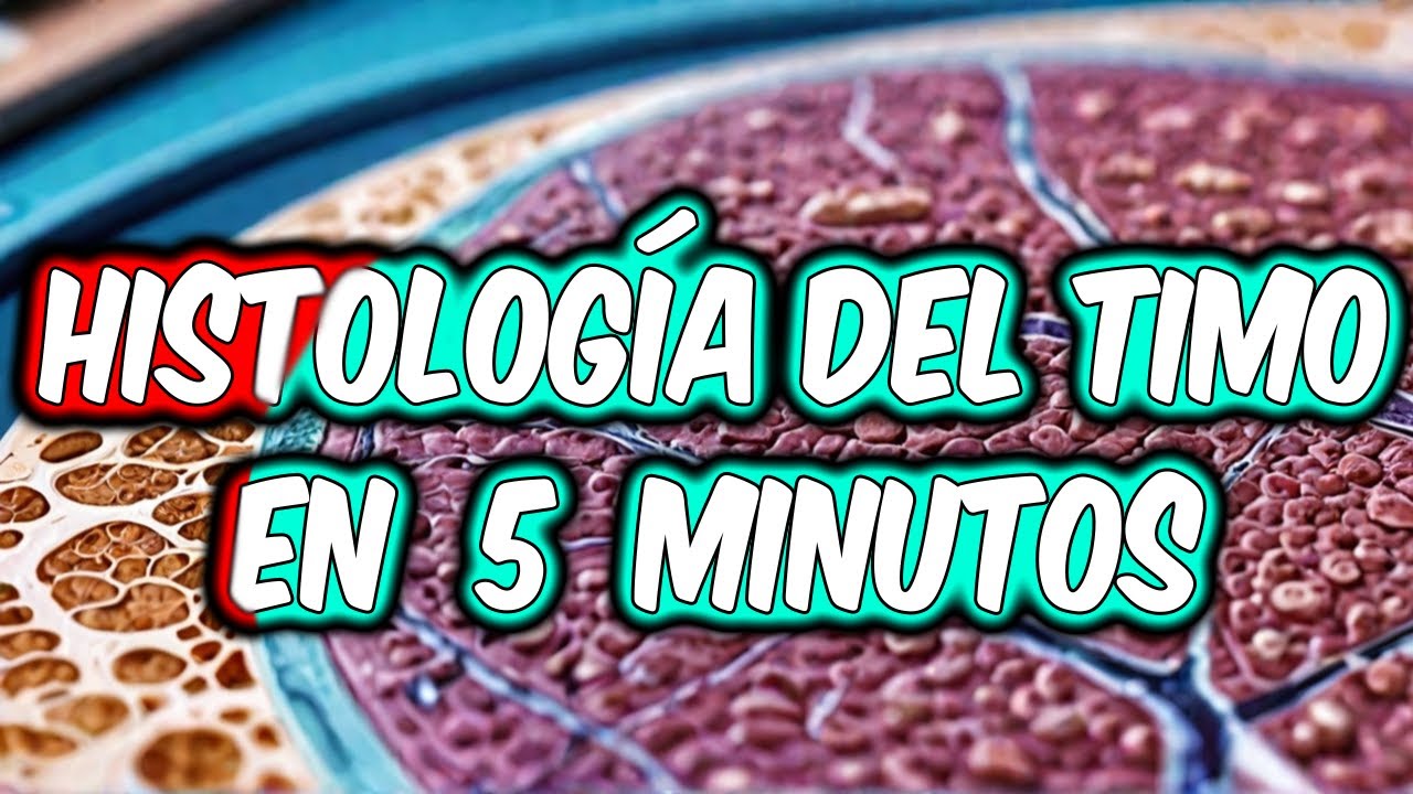 APRENDÉ LA HISTOLOGÍA DEL TIMO EN MENOS DE 5 MINUTOS🔬 - YouTube