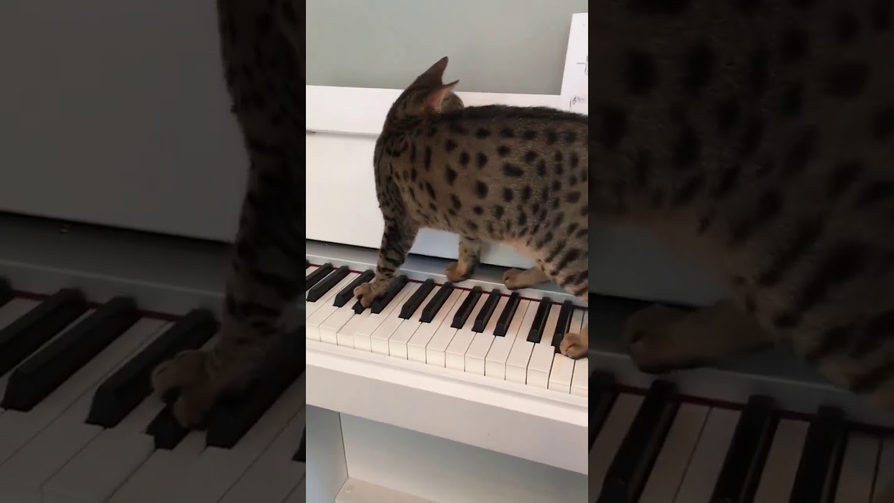 cat fell off piano while playing - YouTube