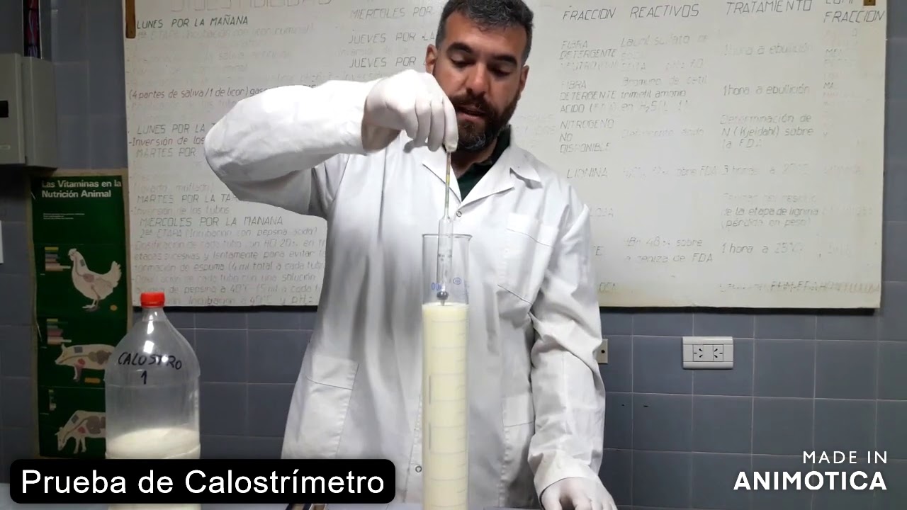 Prueba Calidad de calostro utilizando calostrímetro - YouTube