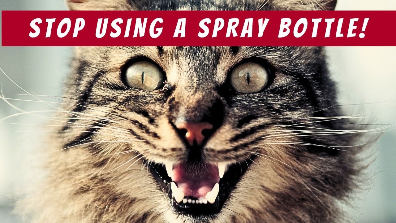 10 reasons Why Experts Say NEVER Use Spray Bottles on Cats - YouTube