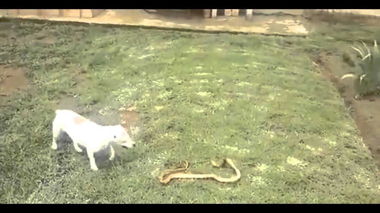 Dog killing snake - YouTube